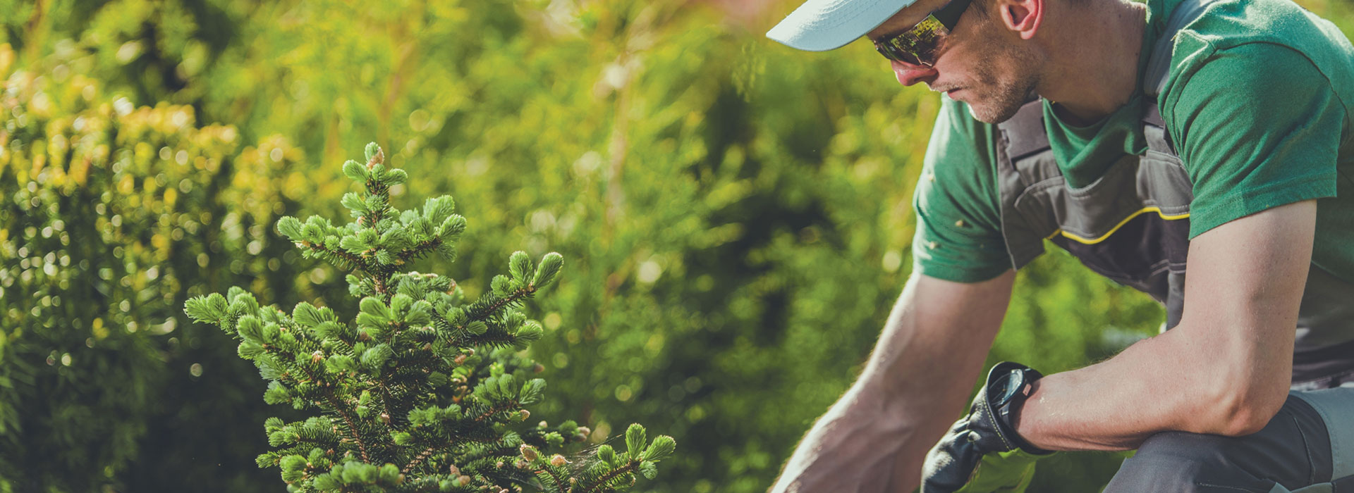 Home | CNLA | Landscape Horticulture Certification Program